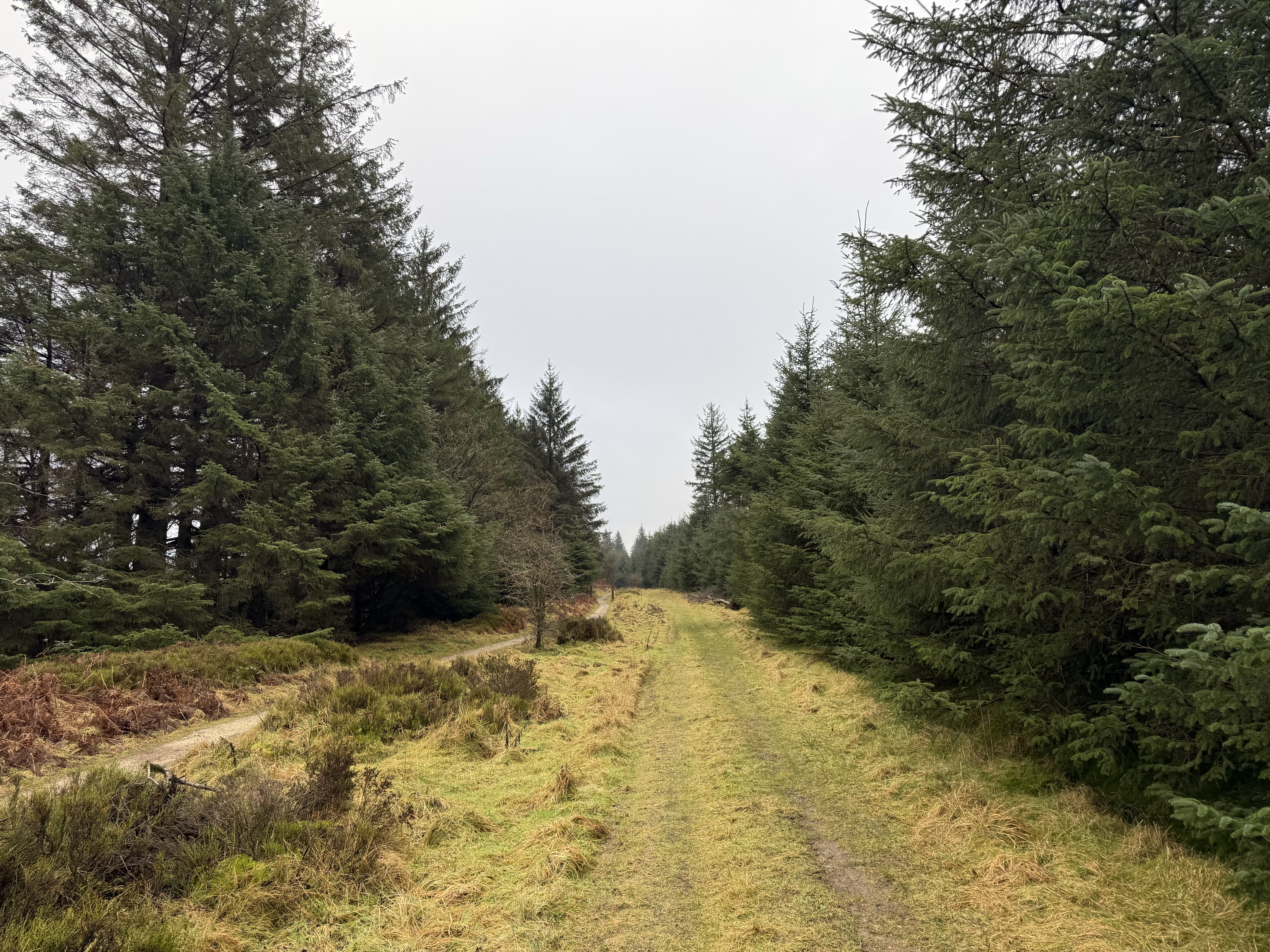 Great Arden Moor circular walk | The Walking Diary