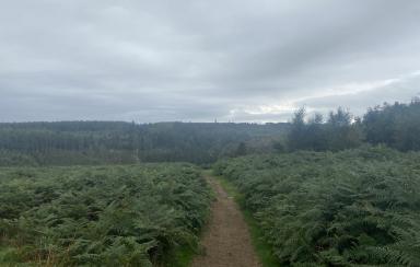 Roseberry Topping, Guisborough Woods, Highcliff Nab & Captain Cooks ...